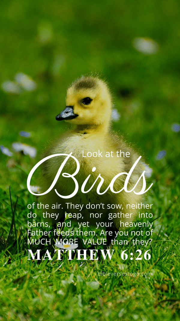 Baby Duck Bible Verse Wallpaper - Bible Verses To Go